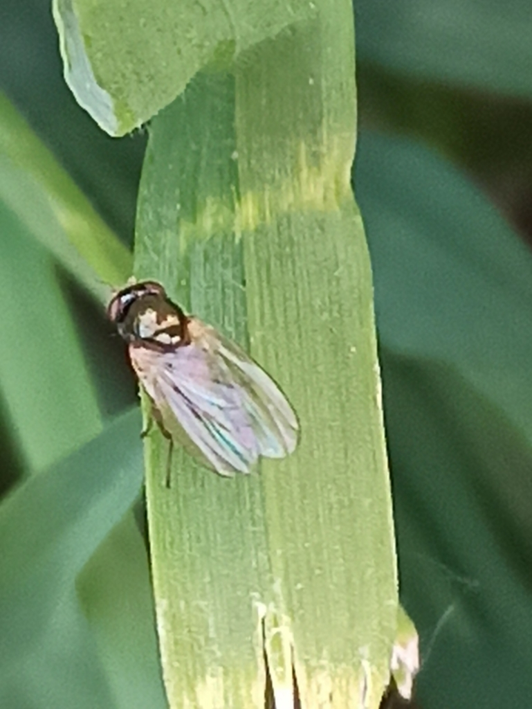 Acalyptrate Flies from Καλός Αγρός 661 00, Ελλάδα on May 07, 2022 at 03 ...