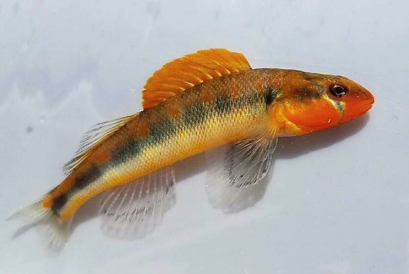 Gilt Darter from Leasburg, MO 65535, Leasburg, MO, US on May 23, 2017 ...