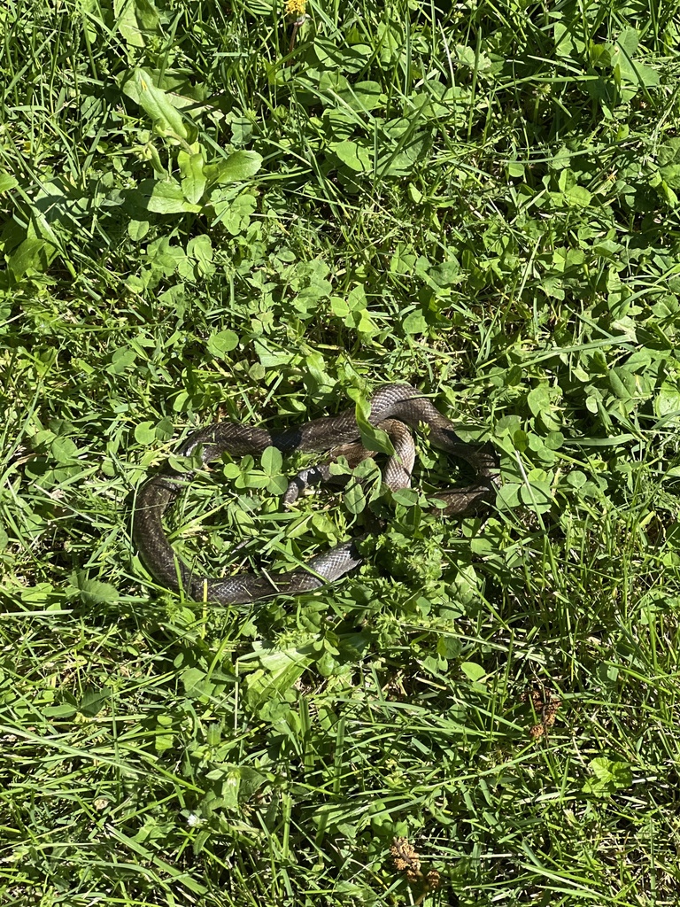 Prairie Kingsnake from Yellow Banks Rd, Benton, IL, US on May 7, 2022 ...