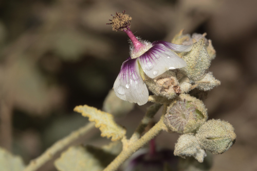 Tarasa operculata · iNaturalist United Kingdom