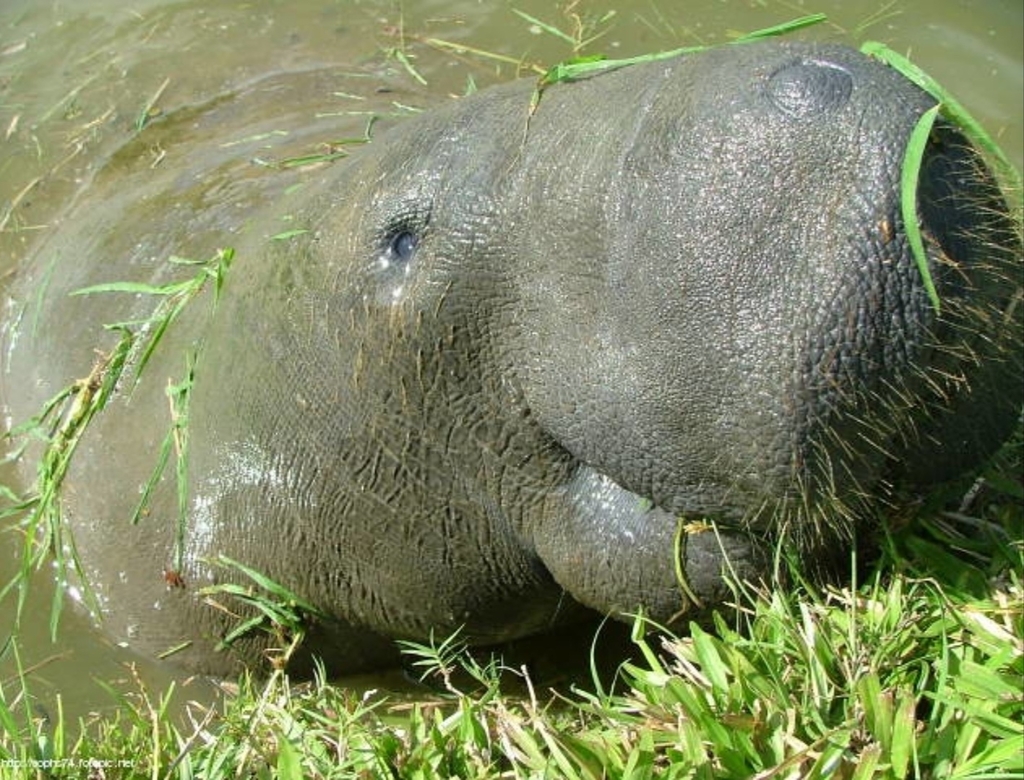 West Indian Manatee in August 2006 by Sophia Robson · iNaturalist