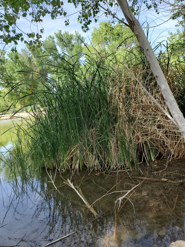 Cattails from Tule Springs, Las Vegas, NV, USA on May 07, 2022 at 09:55 ...