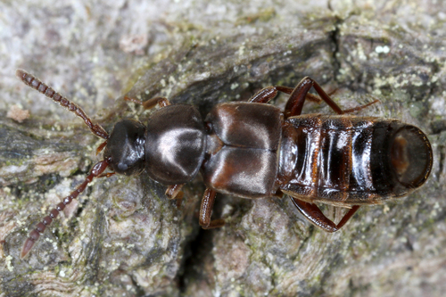 Pella cognata · NaturaLista Colombia