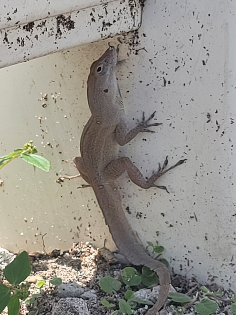 Brown Anole from Westward Villas Subdivision, Nassau, The Bahamas on ...