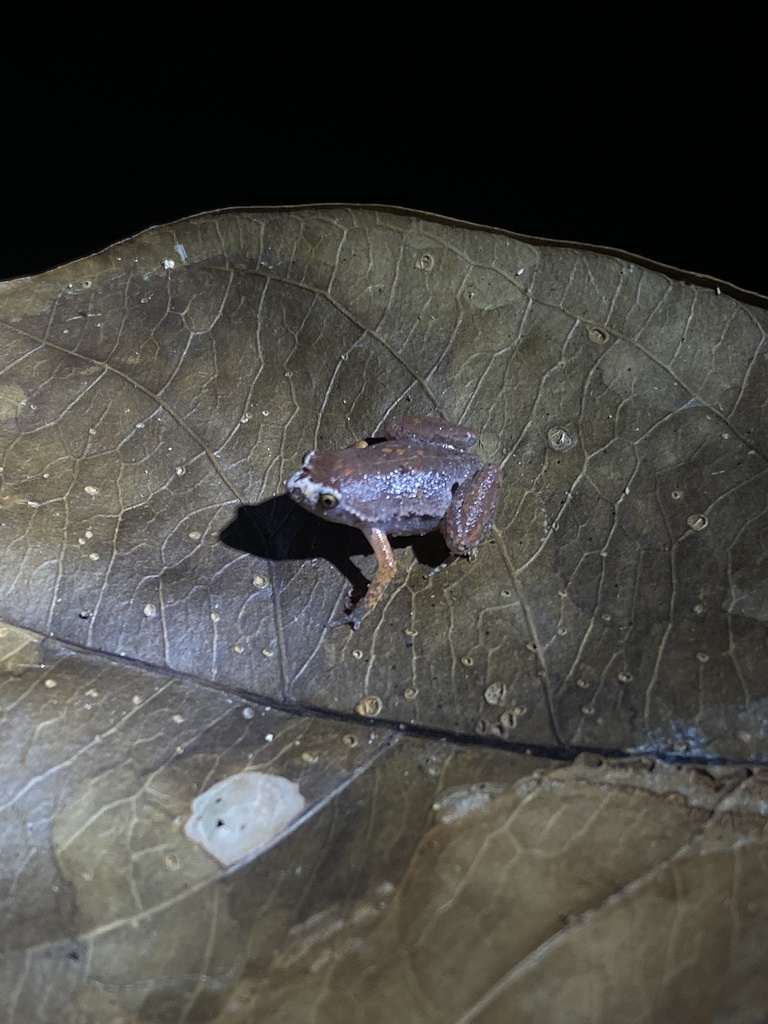 Bassler's Humming Frog from Alta Floresta, MT, BR on May 06, 2022 at 09 ...