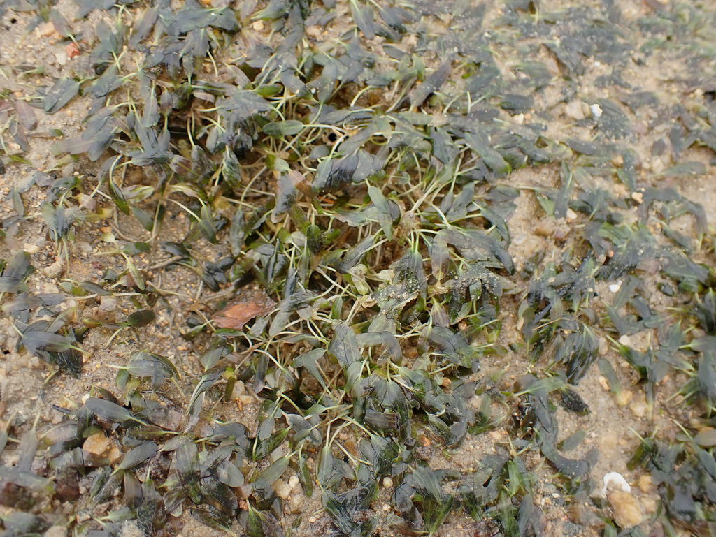 Ocean turf grass in May 2022 by Cynthia Yau · iNaturalist