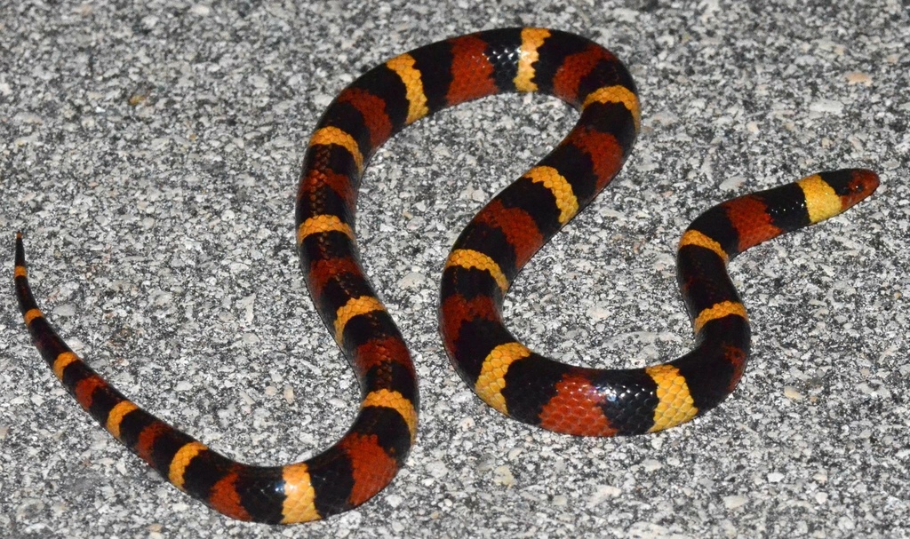 Scarlet Kingsnake from Everglades National Park, , FL, US on April 5 ...