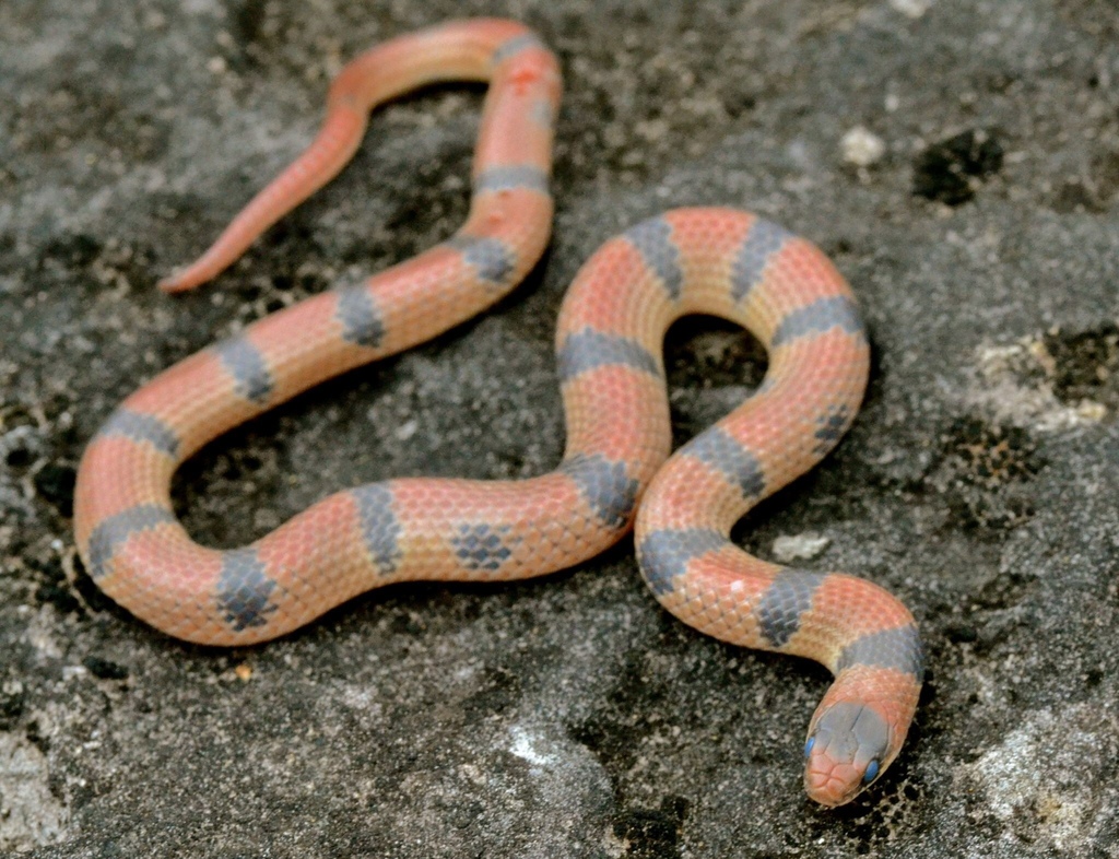 Great Plains Ground Snake in April 2016 by Kyran Leeker. Location not ...