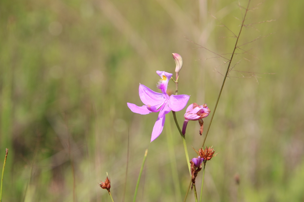 Calopogon tuberosus tuberosus from Orange County, FL, USA on May 07 ...