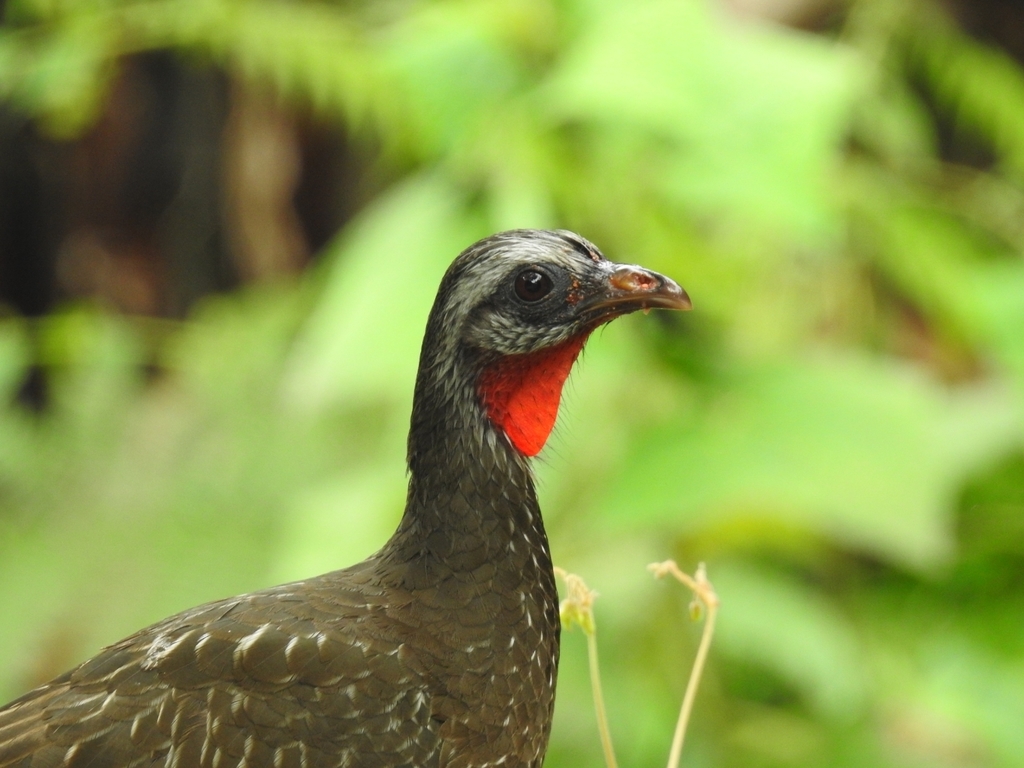 Andean Guan from Pedro Domingo Murillo, BO-LP, BO on May 1, 2022 at 01: ...