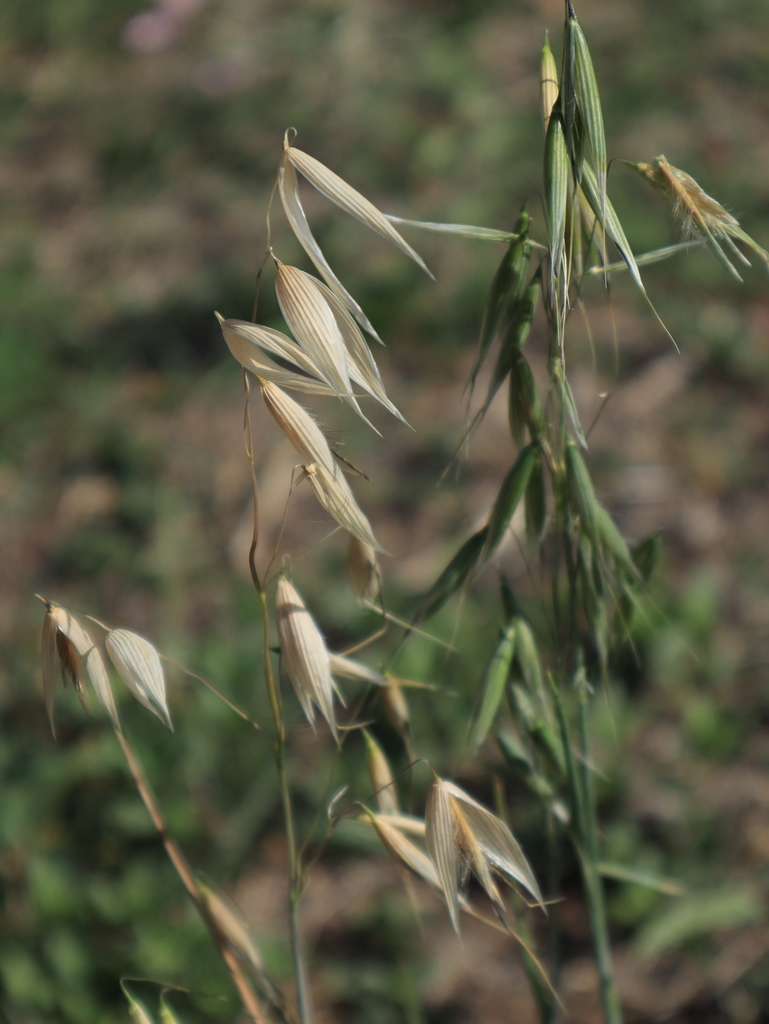 wild oat from San Angelo, TX, USA on May 07, 2022 at 10:21 AM by Gregg ...
