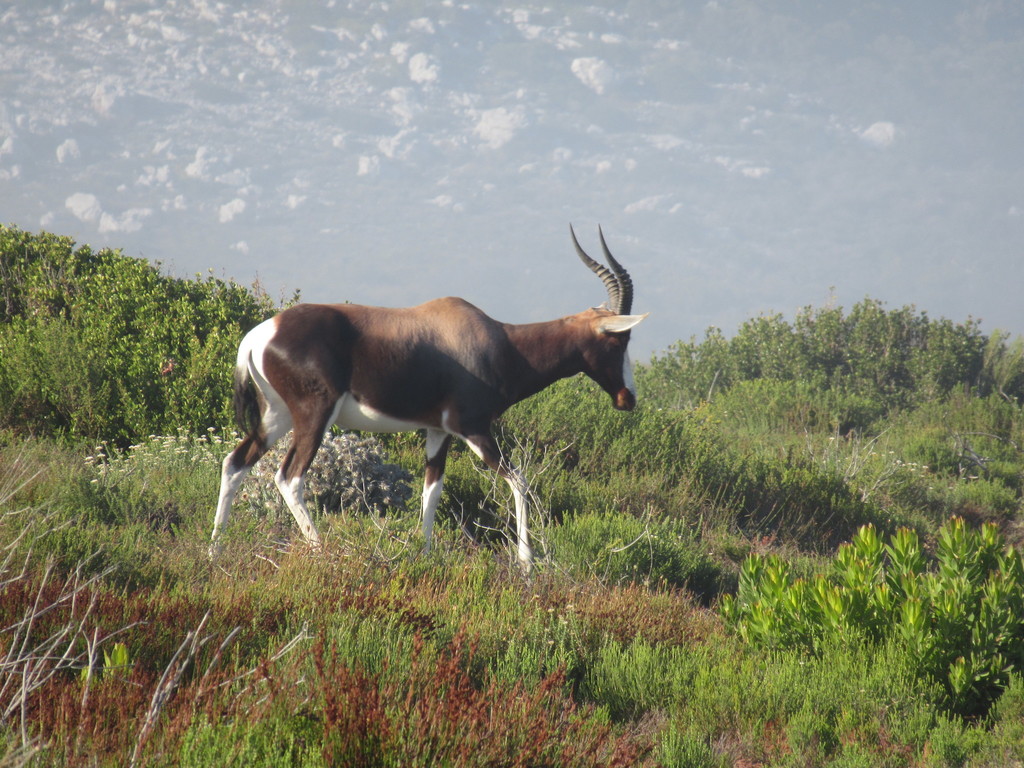 Bontebok from Cape Point, Cape Town, South Africa on May 02, 2022 at 09 ...