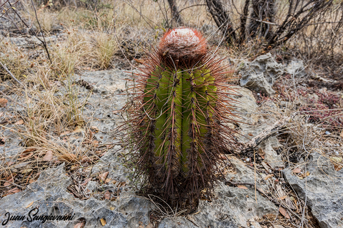 Subspecies Melocactus intortus domingensis · iNaturalist