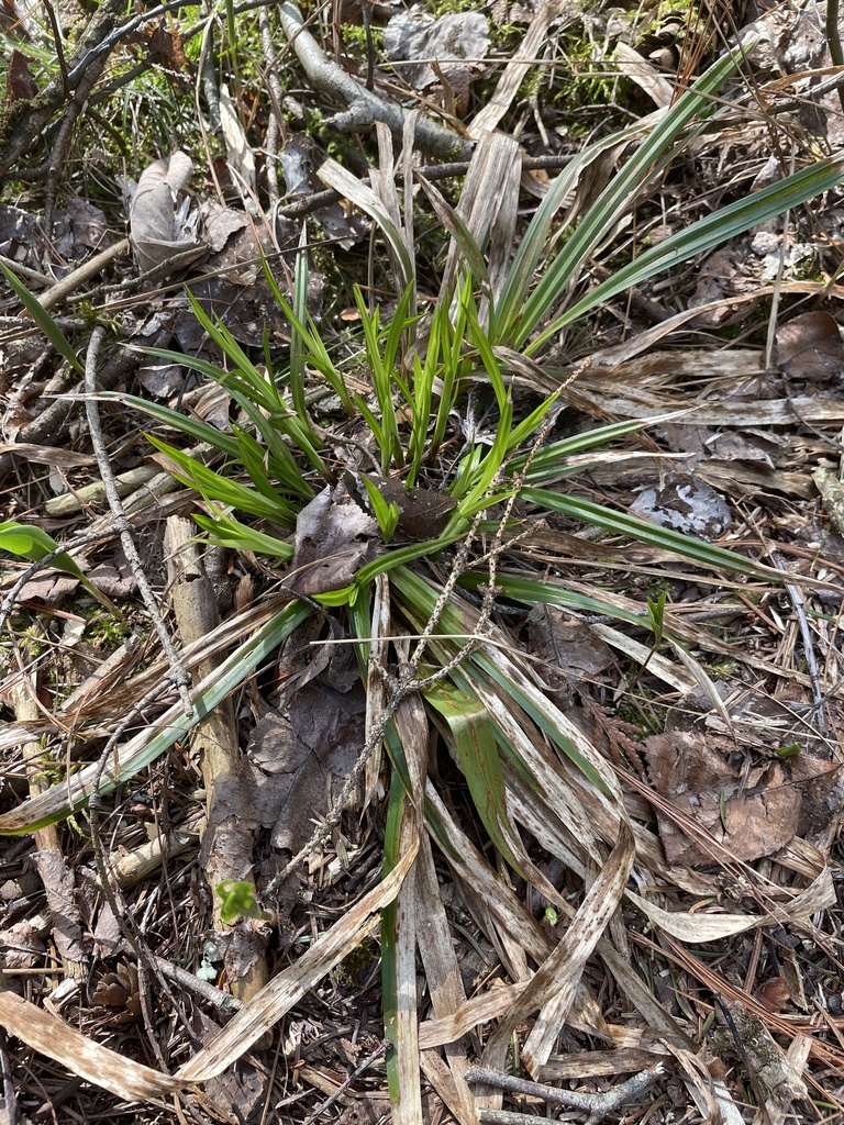 true sedges from Ogden, QC, CA on May 7, 2022 at 04:24 PM by Emma ...