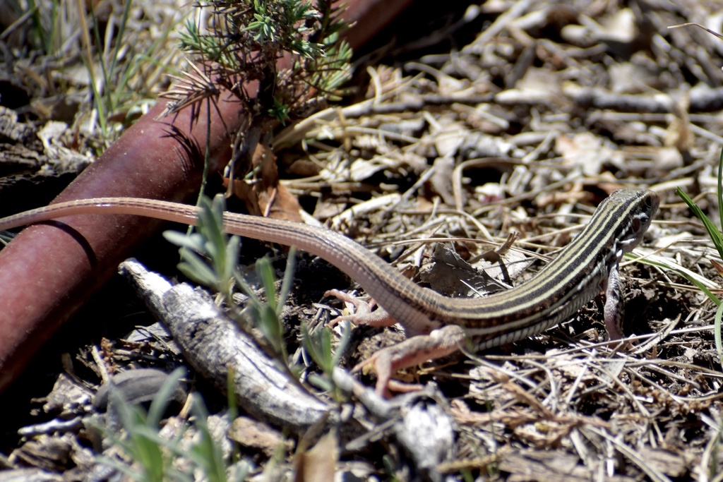 Common Spotted Whiptail from Clyde, TX, US on May 07, 2022 at 11:37 AM ...