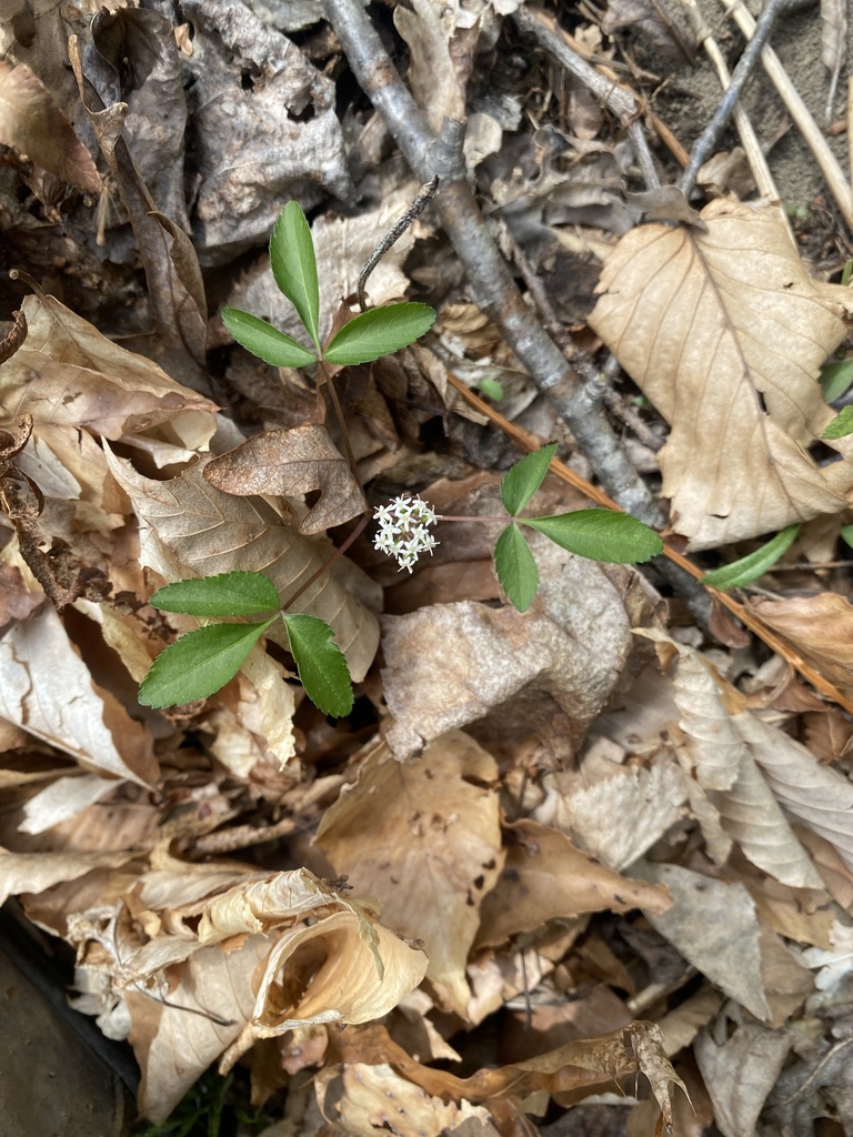 dwarf ginseng from N Peartown Rd, Reinholds, PA, US on May 01, 2022 at ...