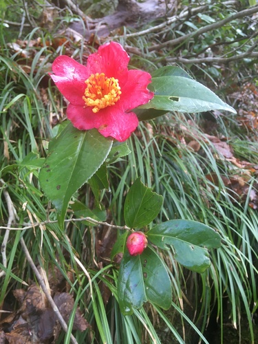 Variety Camellia japonica rusticana · iNaturalist United Kingdom