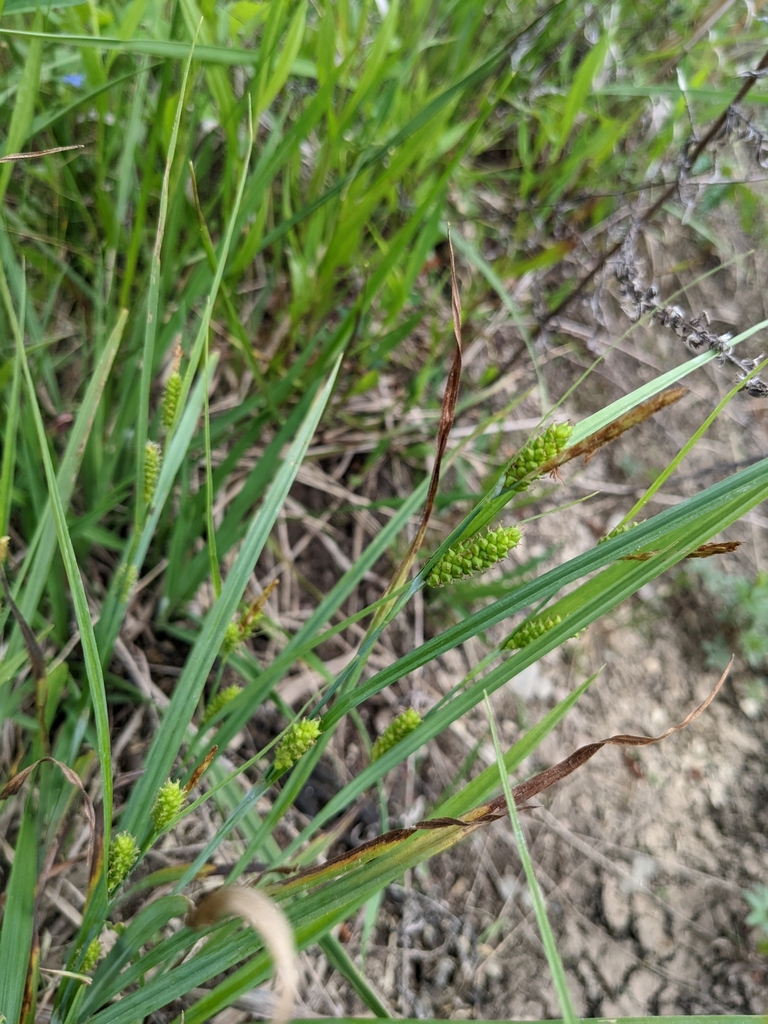 Limestone Meadow sedge in May 2022 by Eric Ungberg · iNaturalist