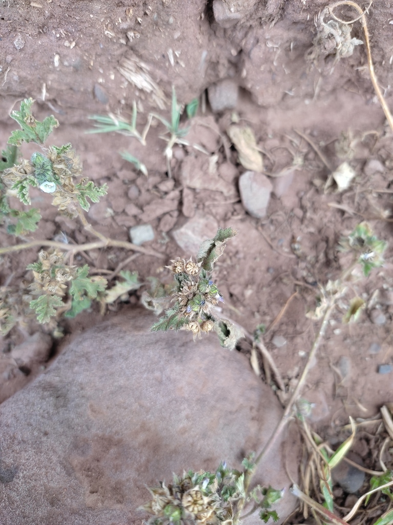 Tarasa tenella from Los Andes, La Paz, Bolivia on April 30, 2022 at 03: ...