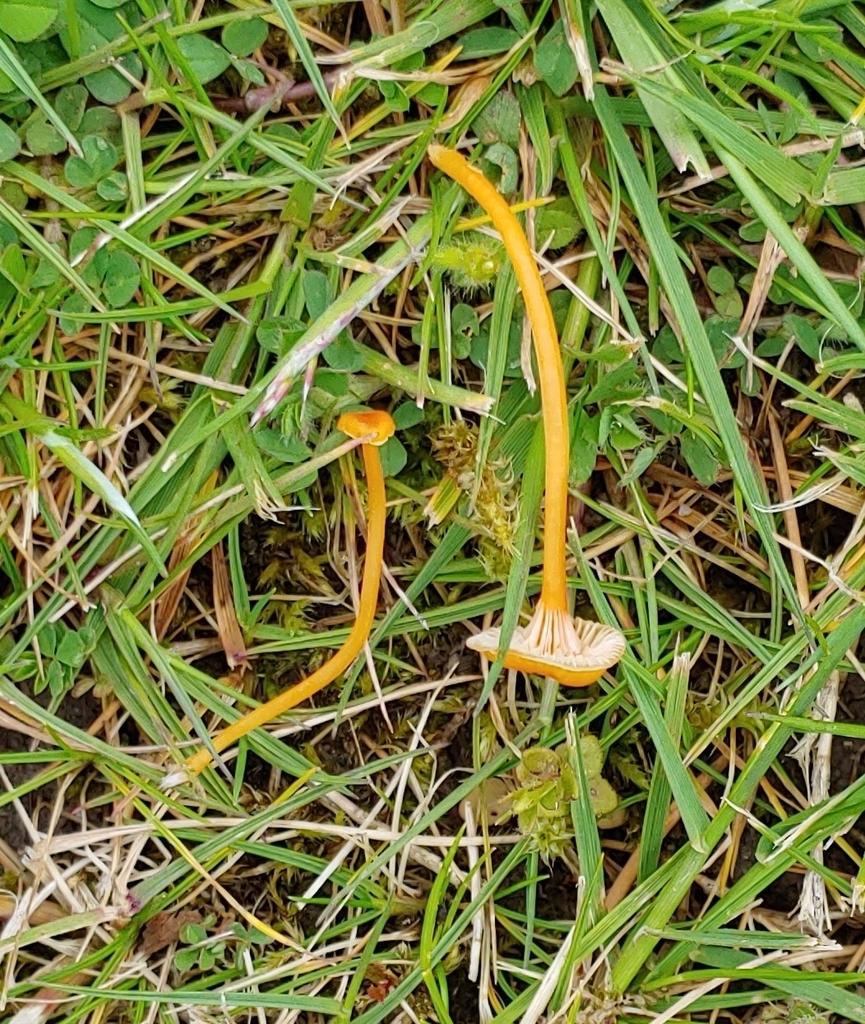 Orange Moss Agaric from Clinton, WA 98236, USA on May 6, 2022 at 04:25 ...