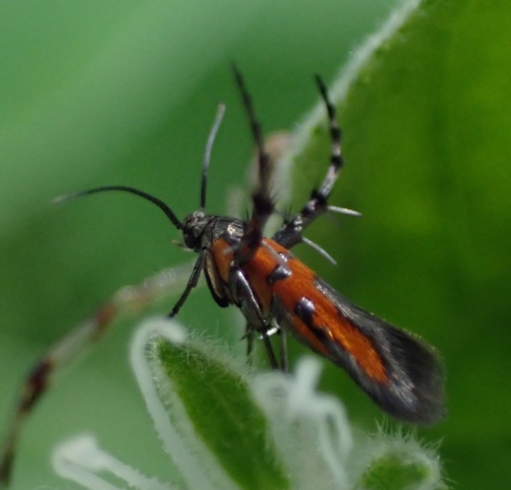 Brilliant Sunspur from Mission, TX, USA on May 2, 2022 at 04:52 PM by ...