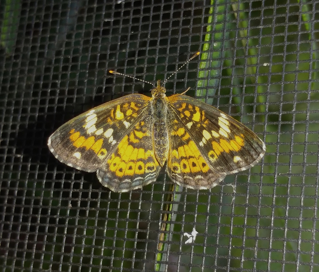 Phaon Crescent from Boca Raton, FL 33428, USA on May 06, 2022 at 06:51 ...