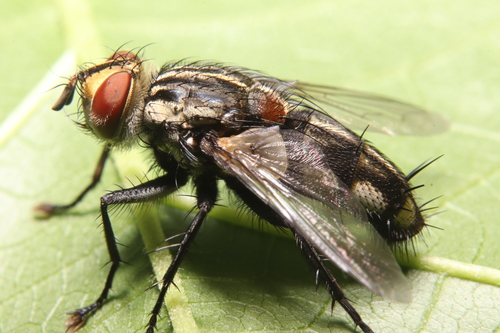 (Chetogena scutellaris)