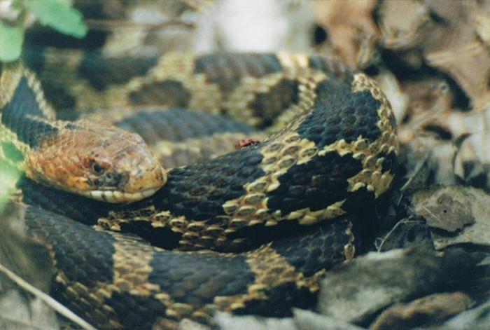 Eastern Foxsnake from Delaware County, OH, USA on May 5, 1996 by Gregg ...