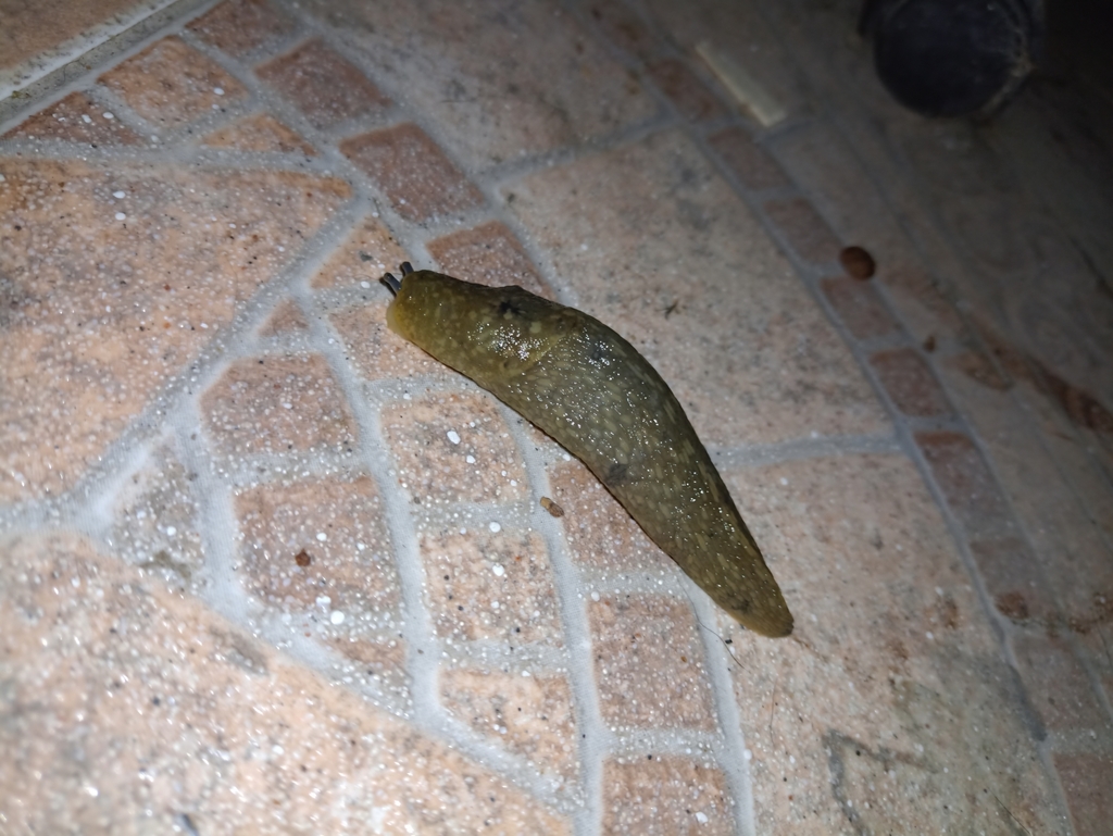 Yellow Cellar Slug from Paraná, Entre Ríos, Argentina on May 8, 2022 at ...