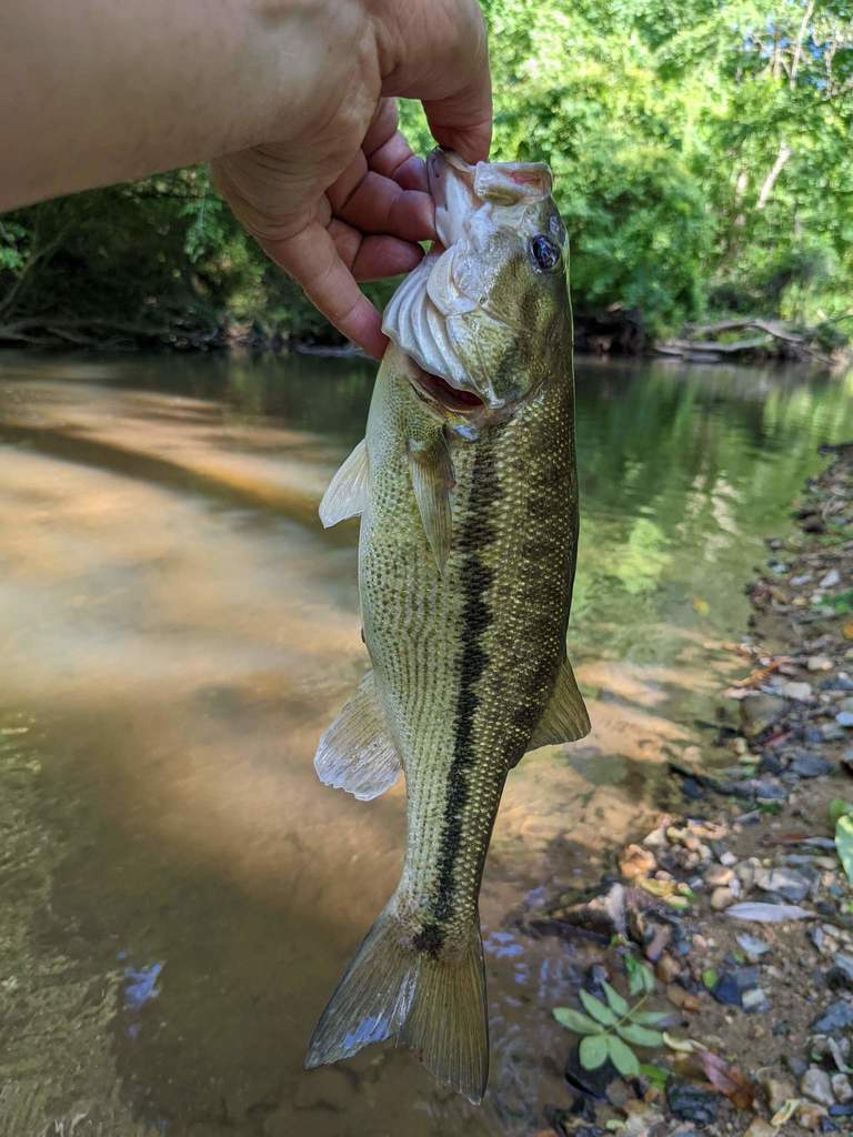 Alabama Bass in May 2022 by Ray Wilhite · iNaturalist