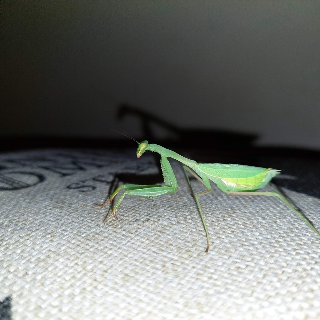 South African Mantis from North Wonthaggi VIC 3995, Australia on May 05 ...