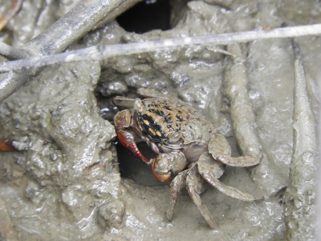 Parasesarma affine from 香港米埔 on May 2, 2022 at 01:56 PM by Ida Lui ...