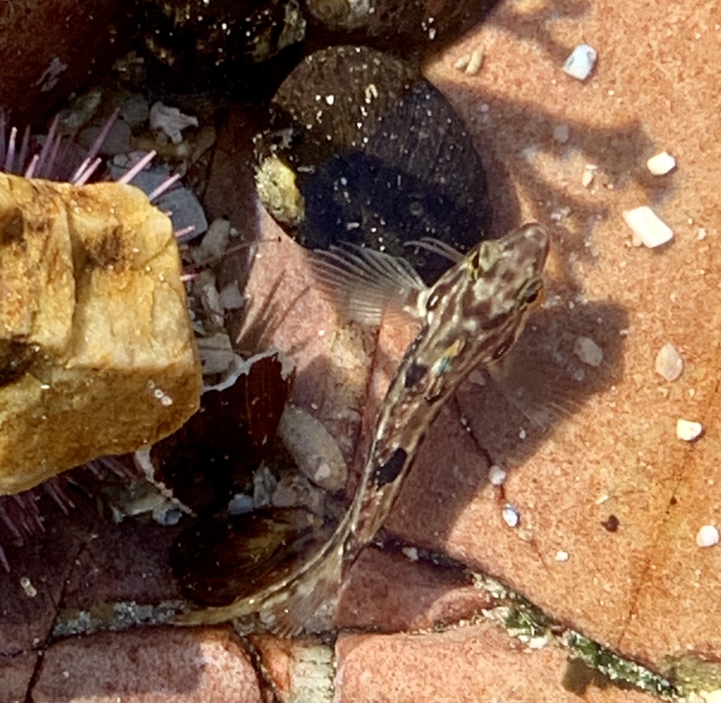 Klipfishes from Smitswinkel Footpath, Cape Point, WC, ZA on May 01 ...