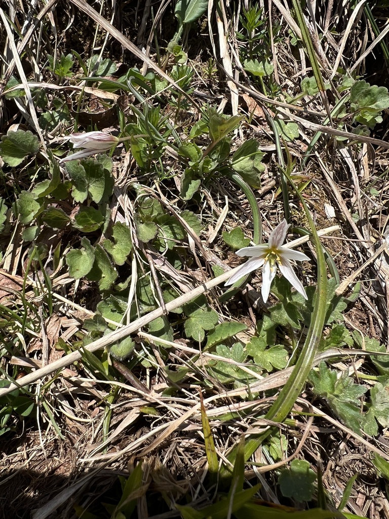 Amana edulis from 琵琶湖国定公園, 米原市, 滋賀県, JP on May 08, 2022 at 12:25 PM by ...