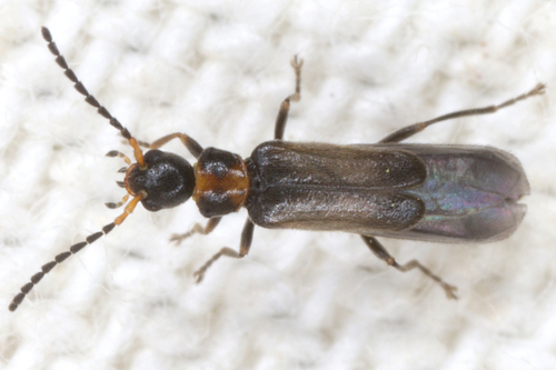 Malthodes dimidiaticollis · iNaturalist