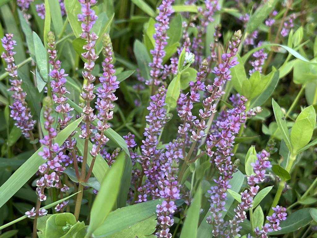 roundleaf toothcup from 大屯山自然公園, 三芝區, TW on May 7, 2022 at 03:40 PM by ...