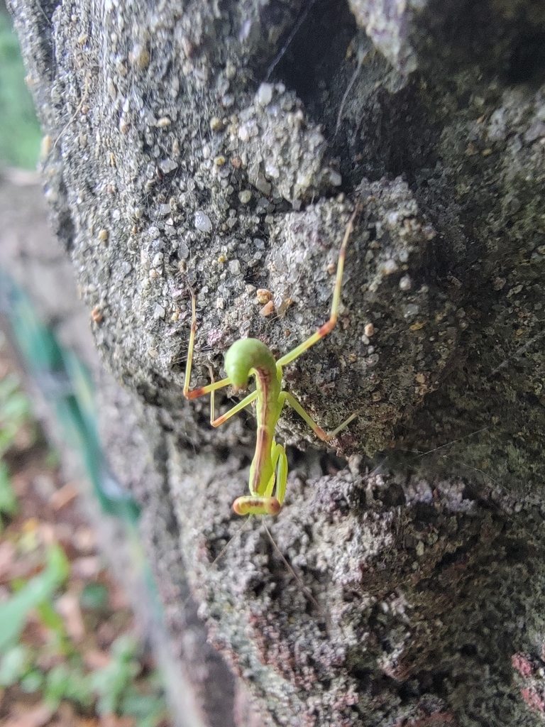 Giant Asian Mantis from 104, Taiwan, 台北市中山區劍潭里 on May 08, 2022 at 03:17 ...