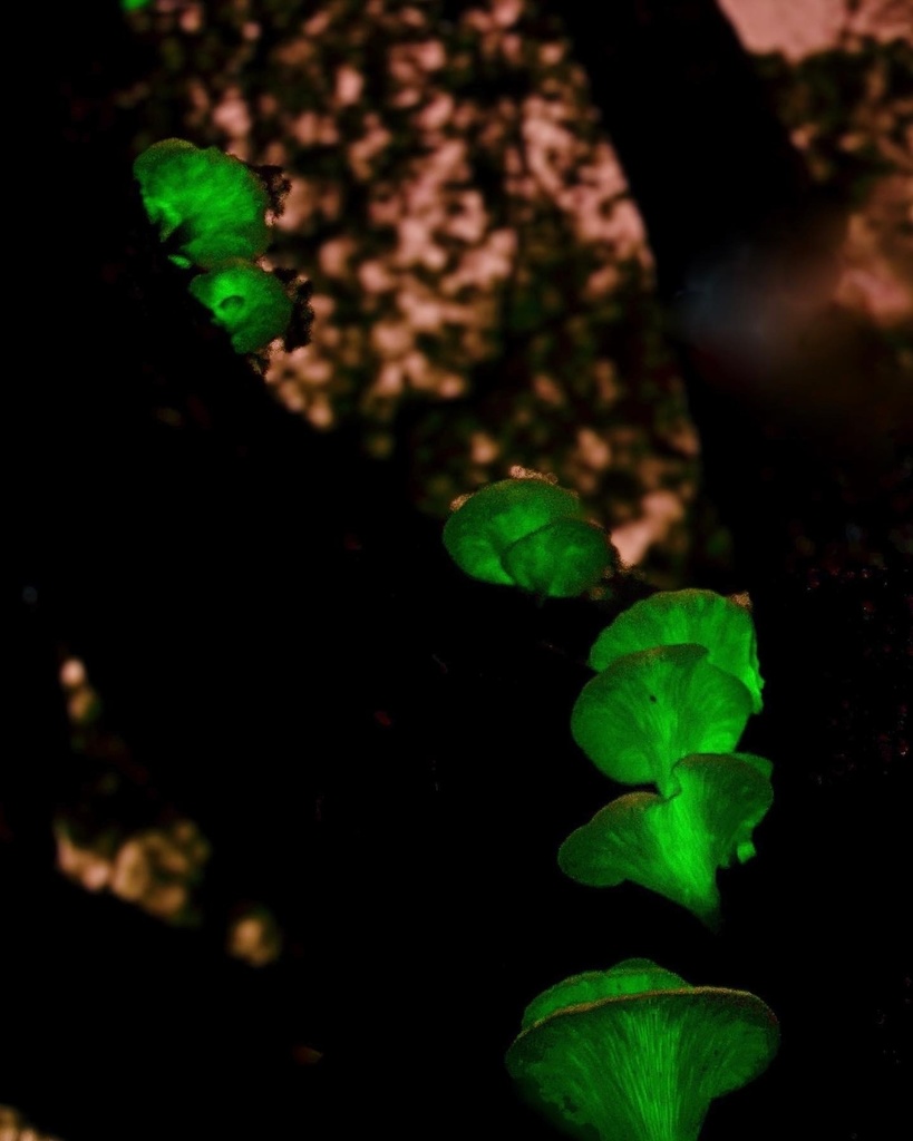 ghost fungus from Venman Bushland National Park, Mount Cotton, QLD, AU ...