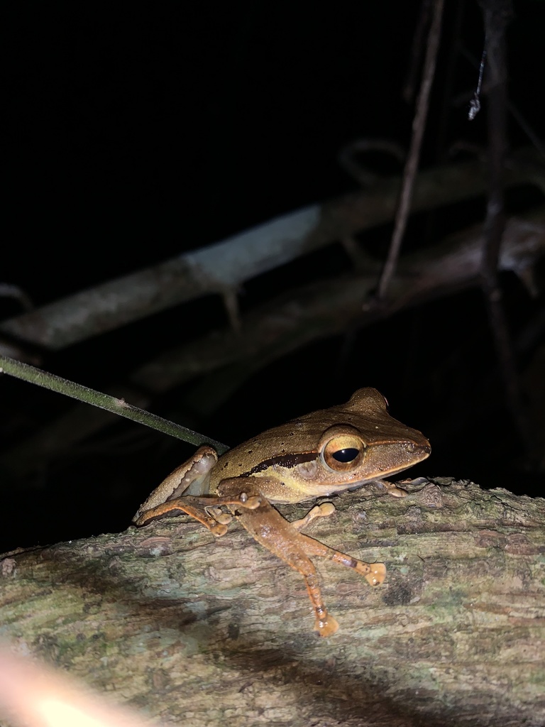 Burmese whipping frog from Vườn Quốc Gia Tam Đảo, H. Tam Đảo, Vĩnh Phúc ...