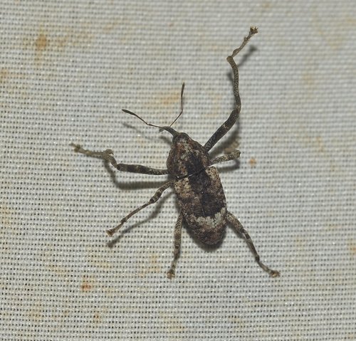 Macromerus succinctus · iNaturalist