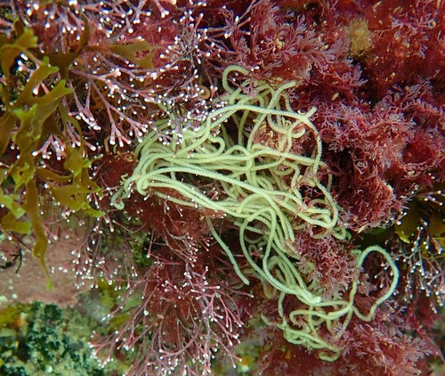 Cape Tangleworm (Telothelepus capensis) · iNaturalist