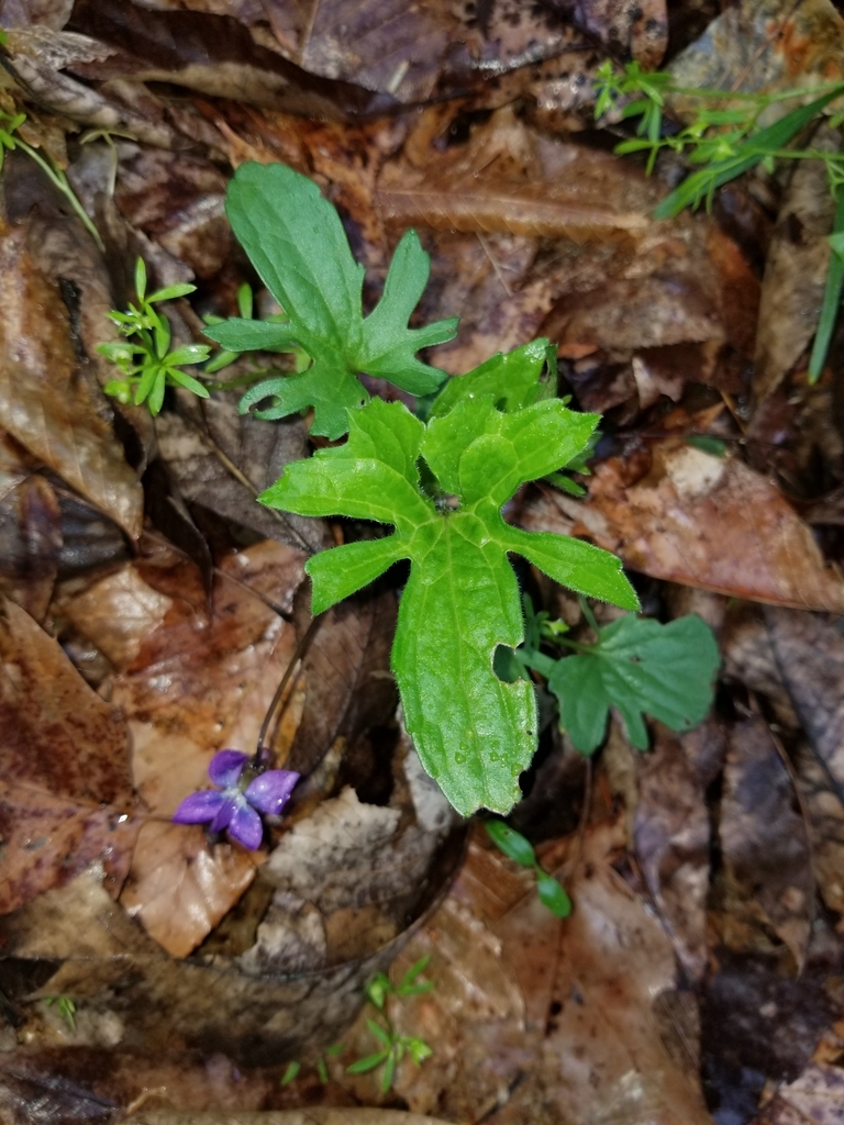 three-lobed violet in May 2022 by Iris Copen. Viola palmata var ...