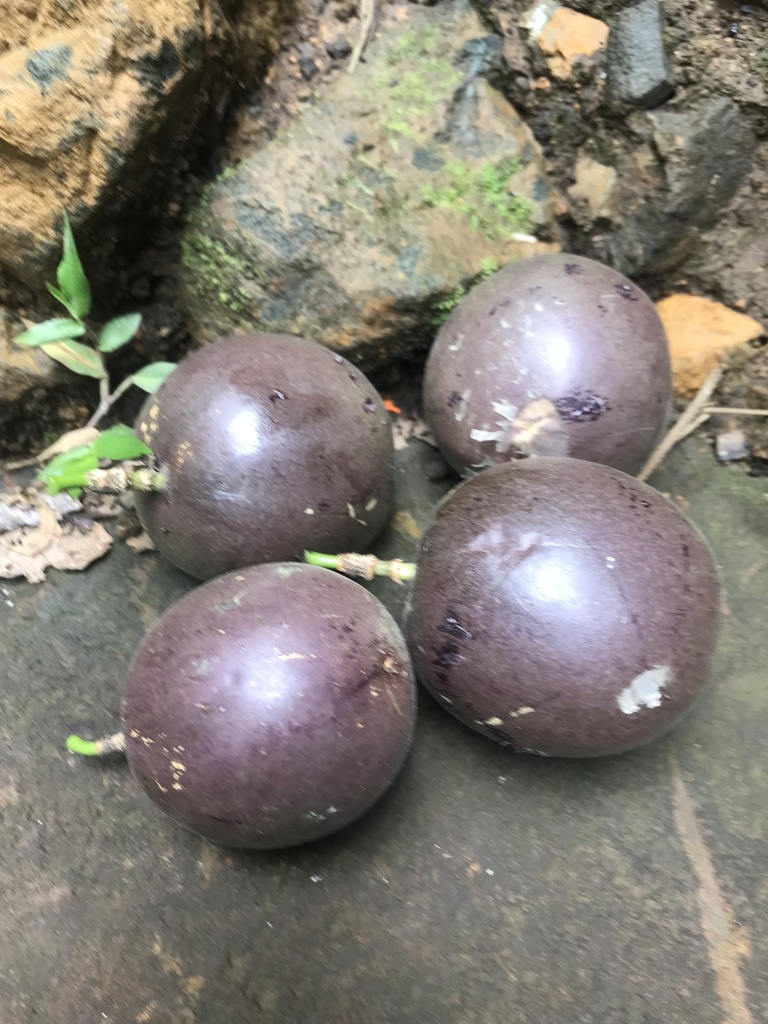 Purple passion fruit from Parque Nacional Natural Farallones de Cali ...