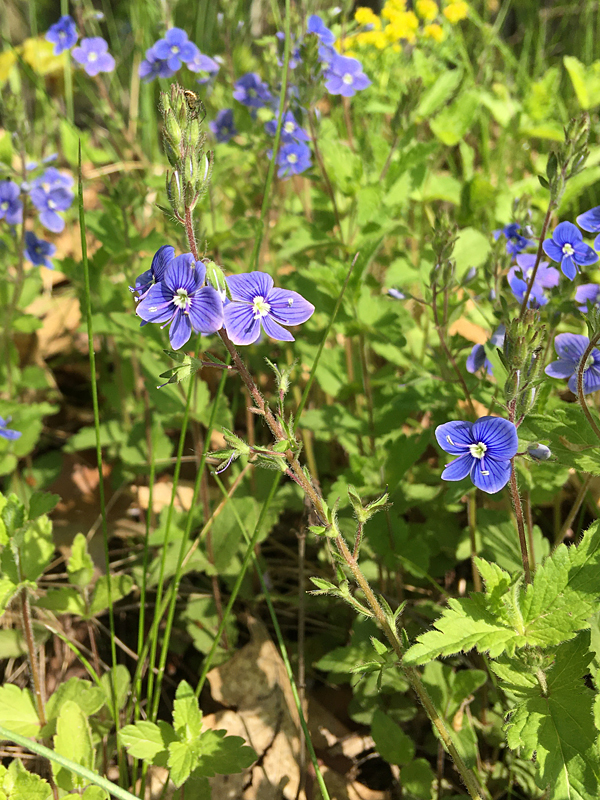 Germander Speedwell from Pustomytivs'kyi, UA-LV, UA on May 08, 2022 at ...