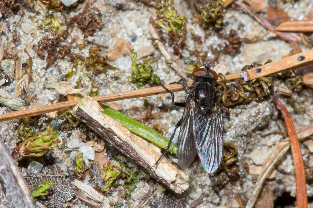 Muscoid Flies from Washington County, VT, USA on May 8, 2022 at 12:46 ...