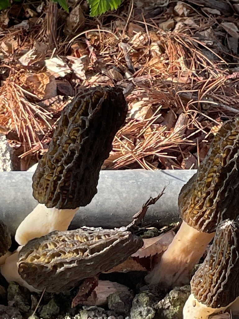 Landscaping Black Morel from Petworth Rd, South Frontenac, ON, CA on ...