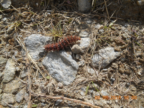 Observations by angelo_cardillo · iNaturalist