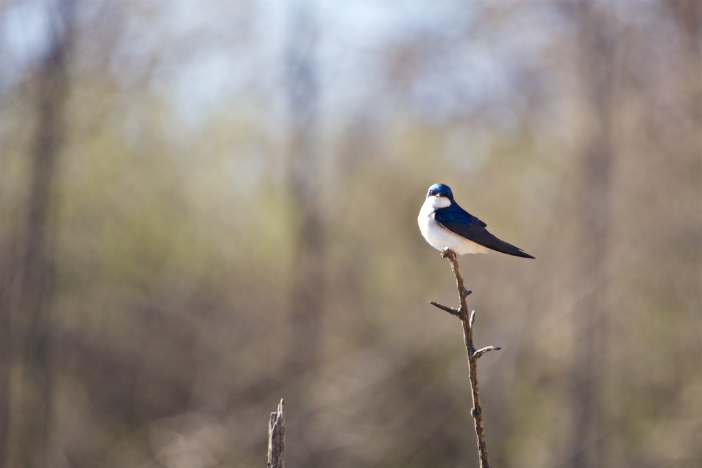 Tree Swallow from Ipex Marsh on May 01, 2022 at 08:16 PM by Chris ...