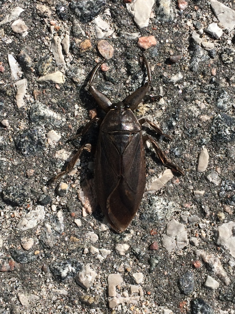 American Giant Water Bug from Killbear Provincial Park, Carling, ON, CA ...