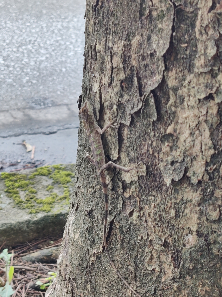 Diploderma polygonatum polygonatum in May 2022 by Amber C Nelson ...